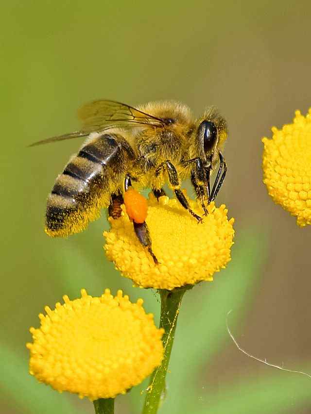 Bee: Know The Astonishing Facts And Wonders Of Bees In The World - ReferSMS